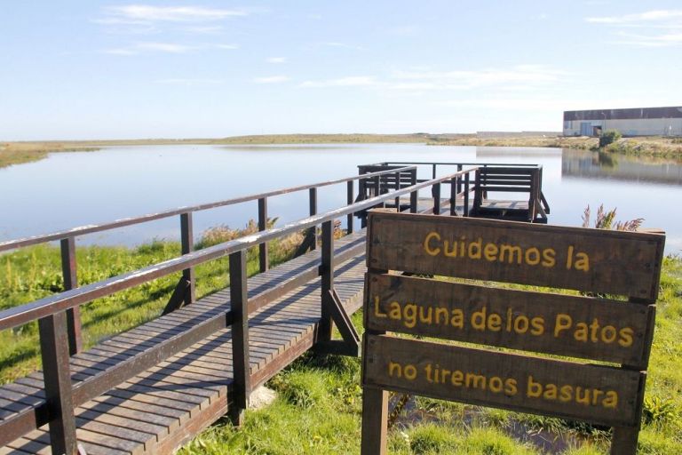 Río Grande: Un vecino plantó árboles en la Laguna de los Patos y ...